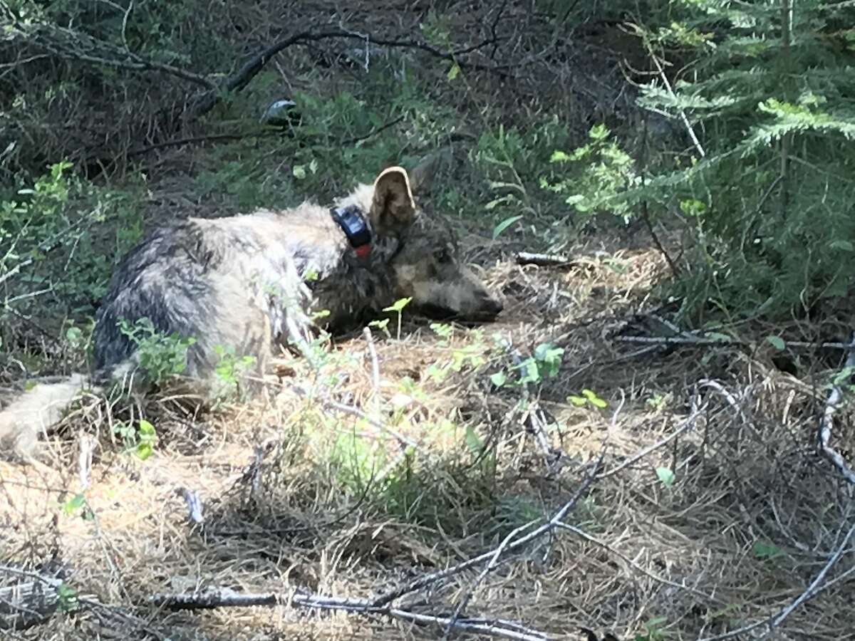 California’s wolf pack is thriving with eight new pups