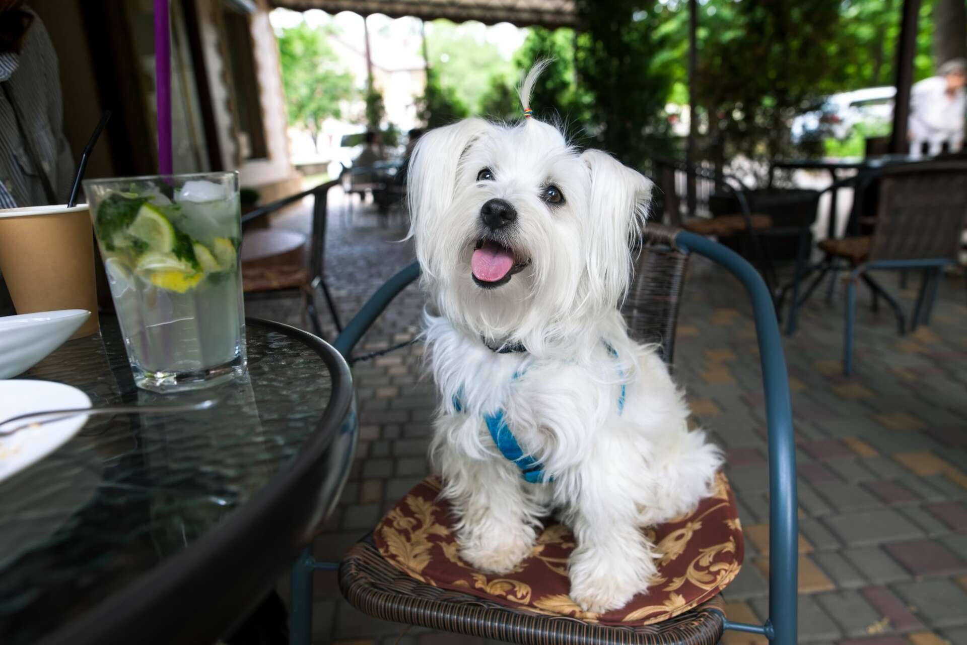 Pups, suds and grub: 16 dog-friendly bars, restaurants with patios in ...