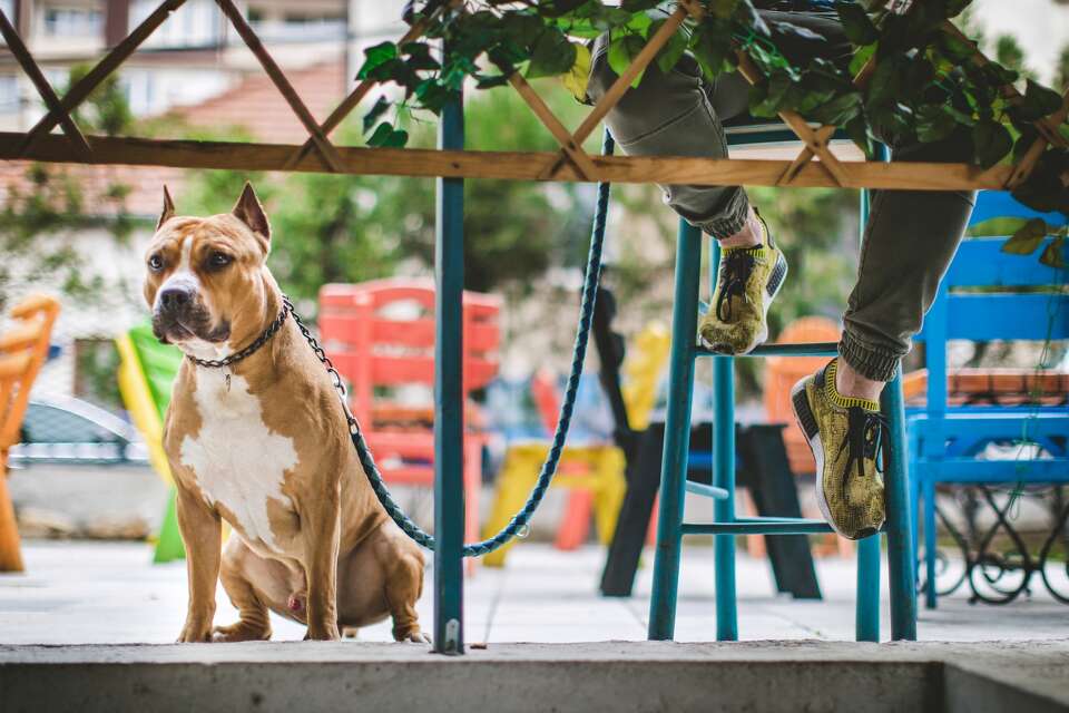 Pups, suds and grub: 16 dog-friendly bars, restaurants with patios in ...