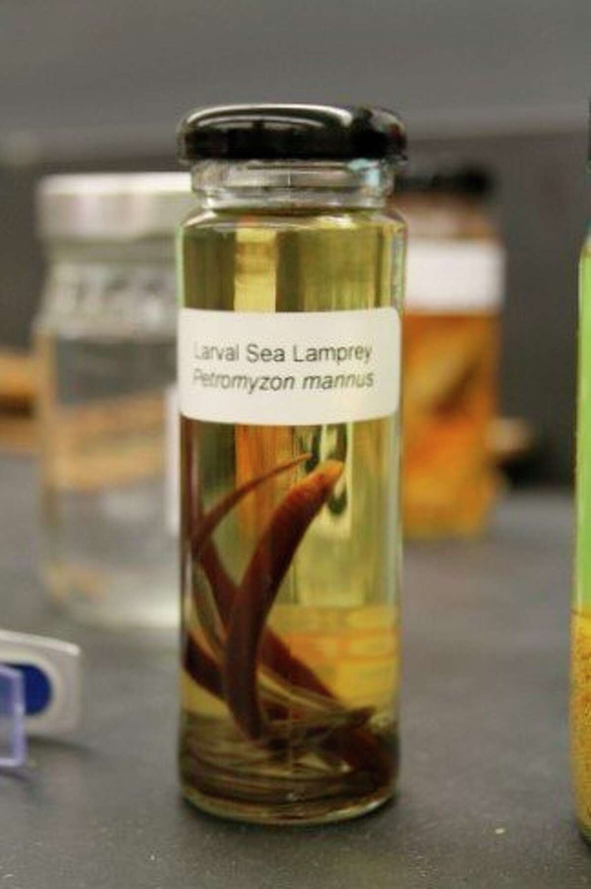 Sea lamprey control planned for Big, Little Manistee rivers