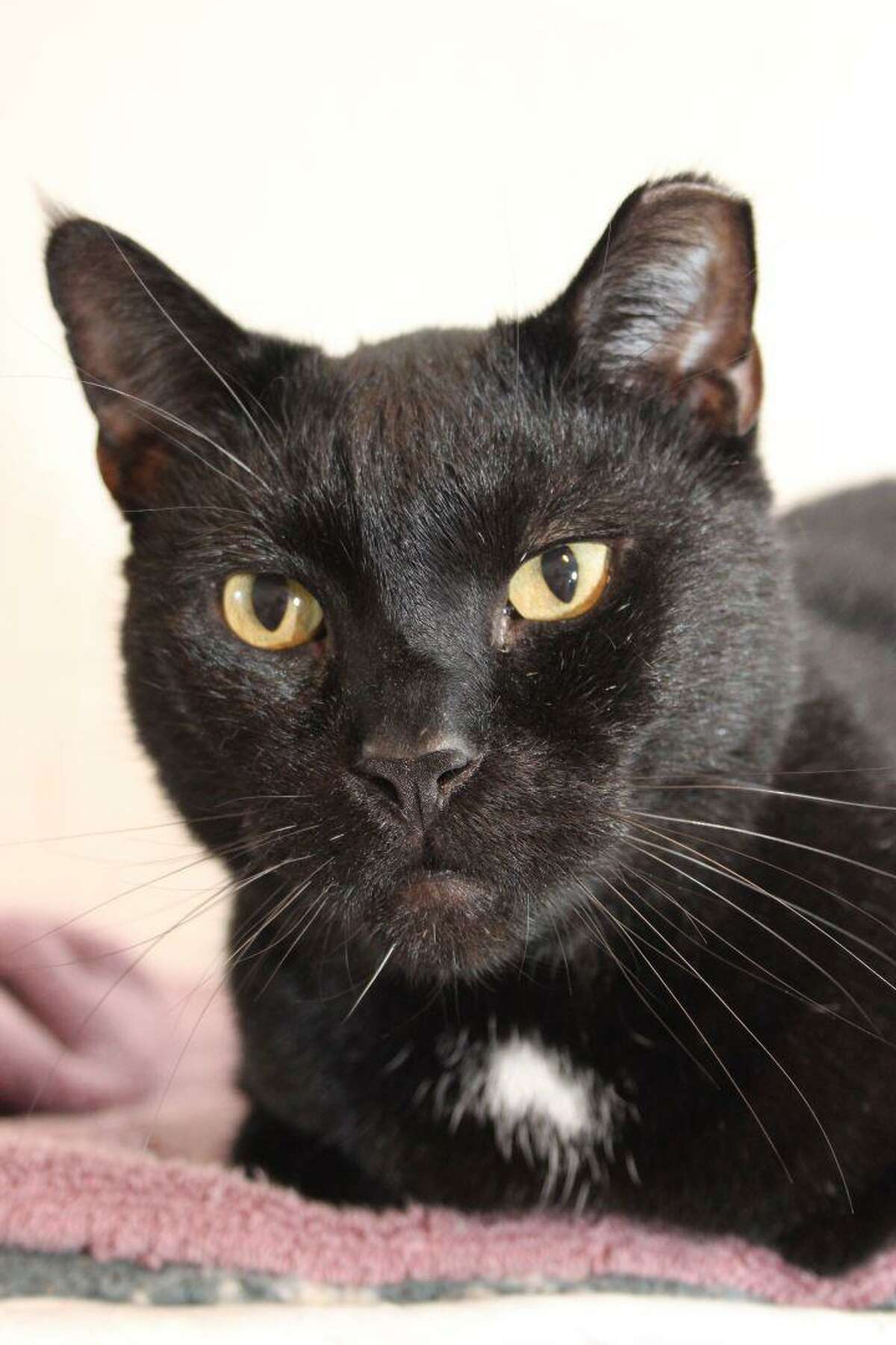 Pet of the week: Onyx