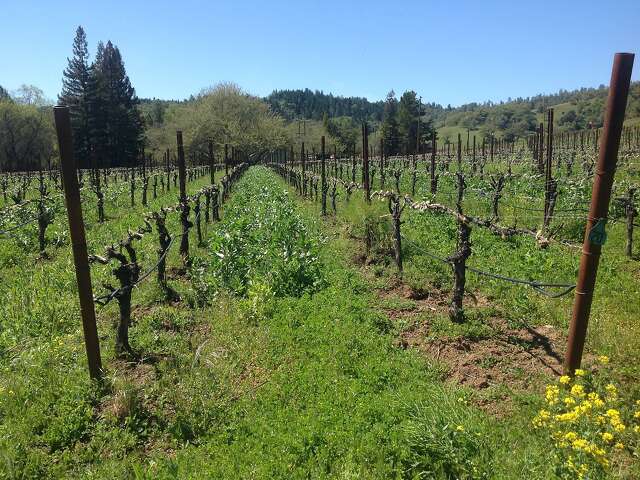 McFadden: a Potter Valley farm with notable Zinfandels