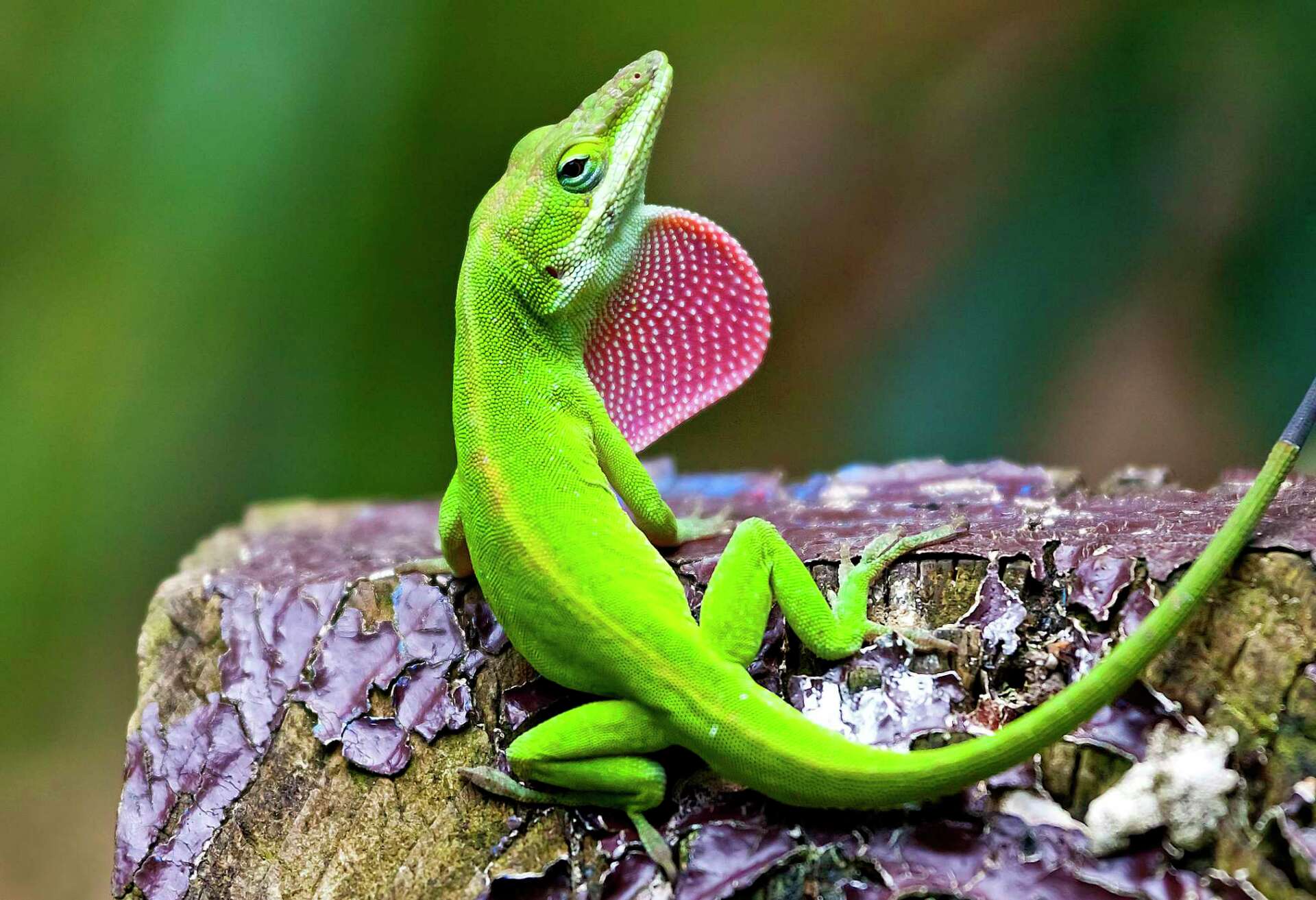 S.A.’s Common Critters: Nothing common about the green anole, San Antonio’s most common lizard