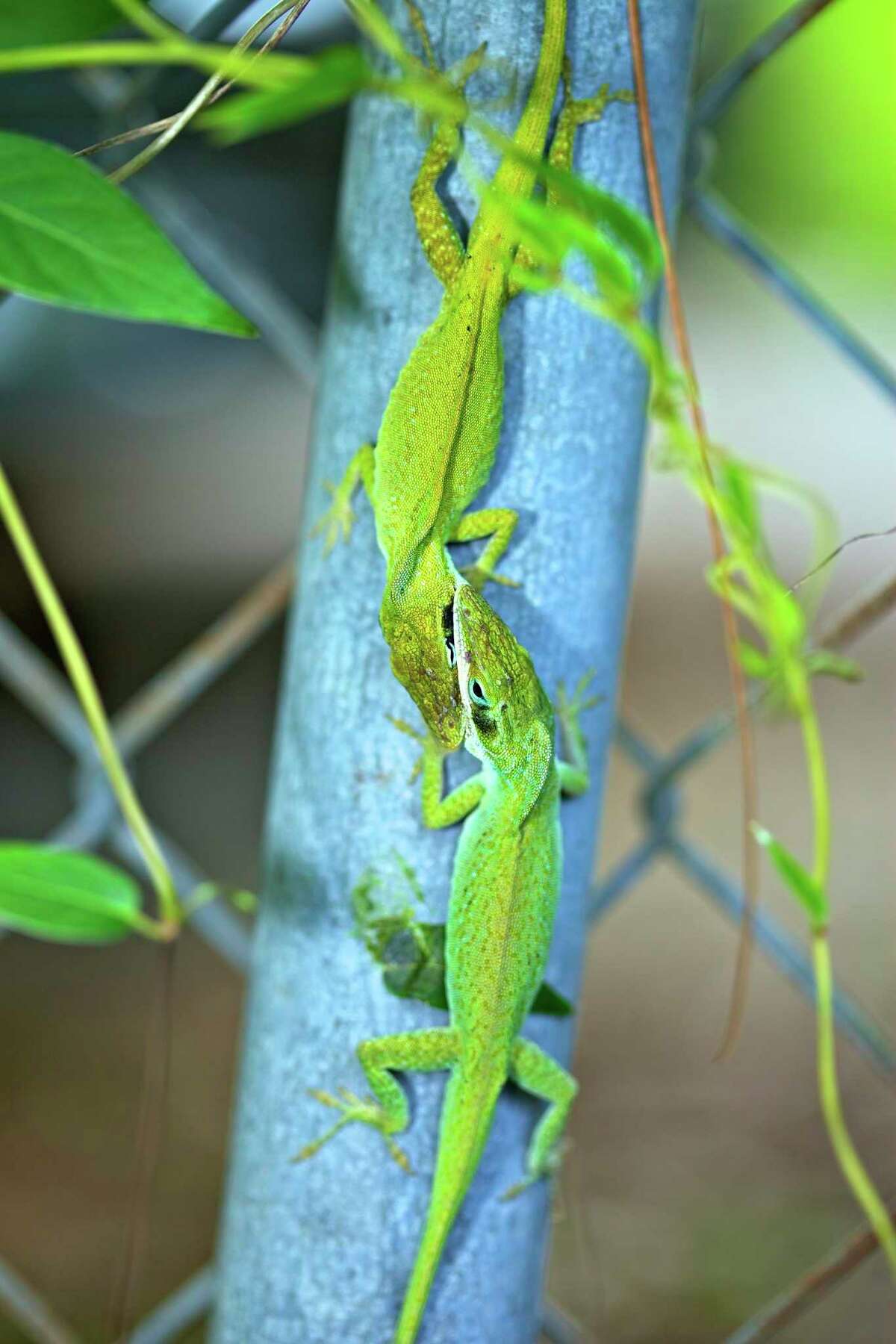 S.A.’s Common Critters: Nothing common about the green anole, San ...