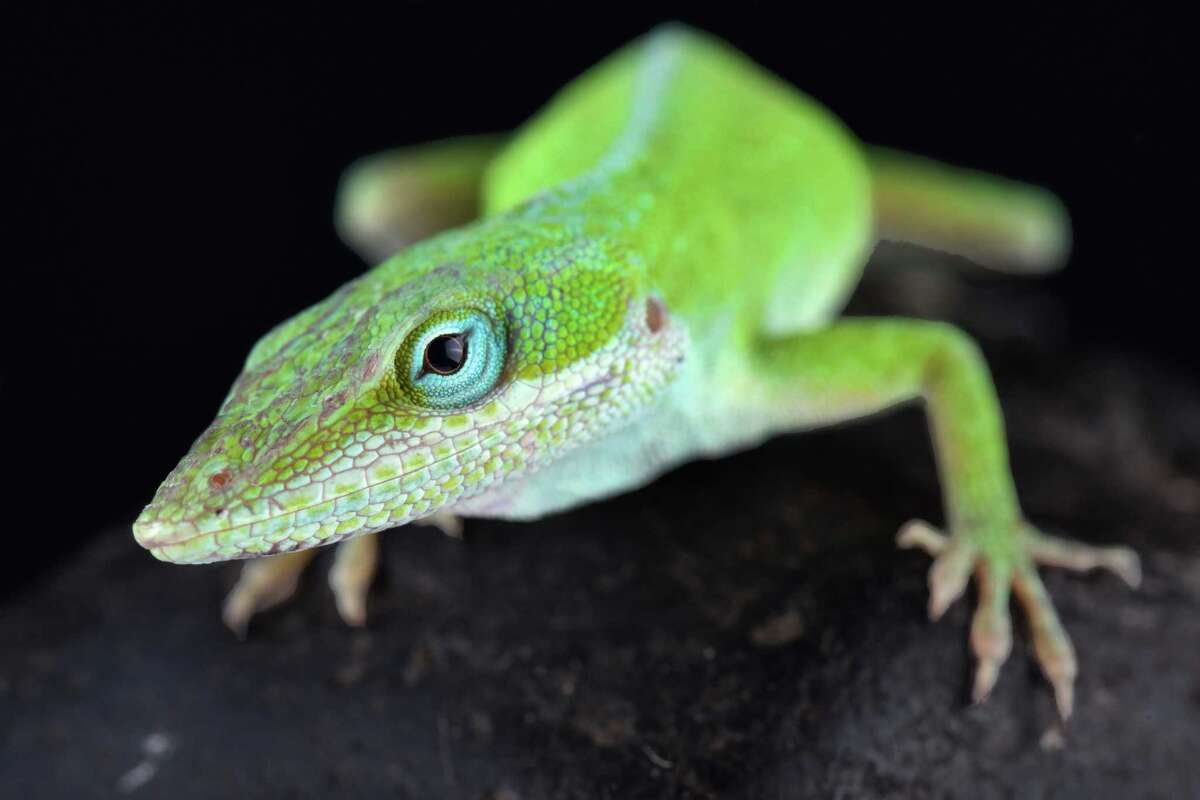 S.A.’s Common Critters: Nothing common about the green anole, San ...
