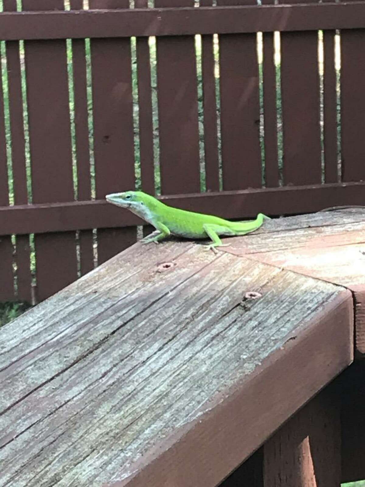 S.A.’s Common Critters: Nothing common about the green anole, San ...