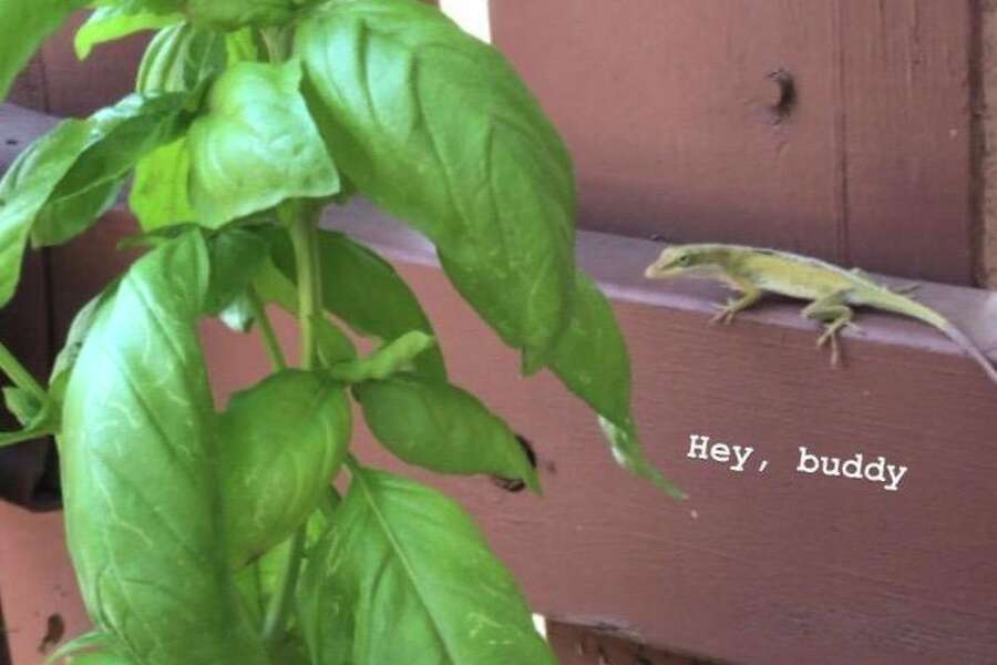 Anole Annals – Page 27 – Your source for the latest on Anolis lizards.