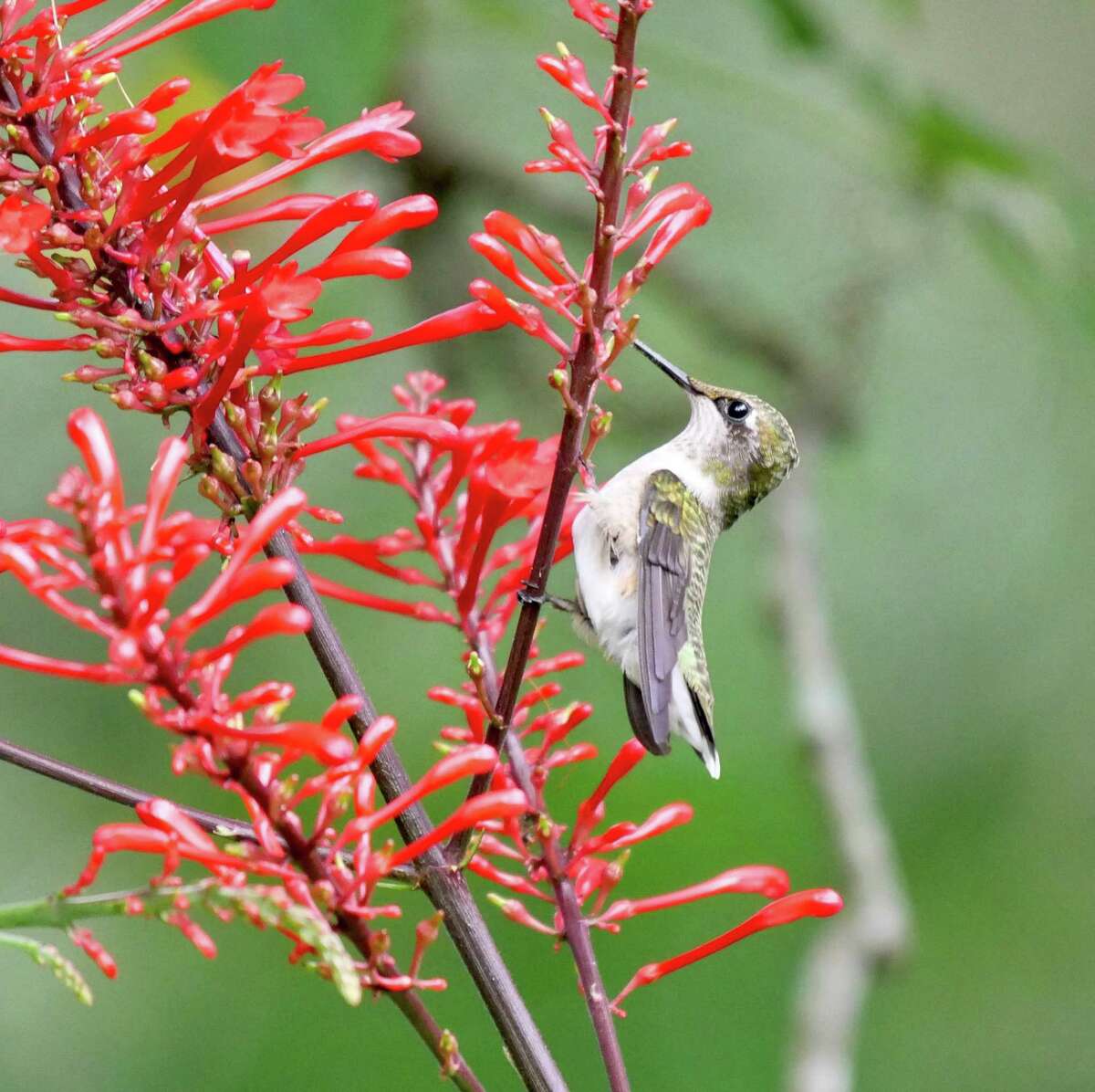 Plant for pollinators