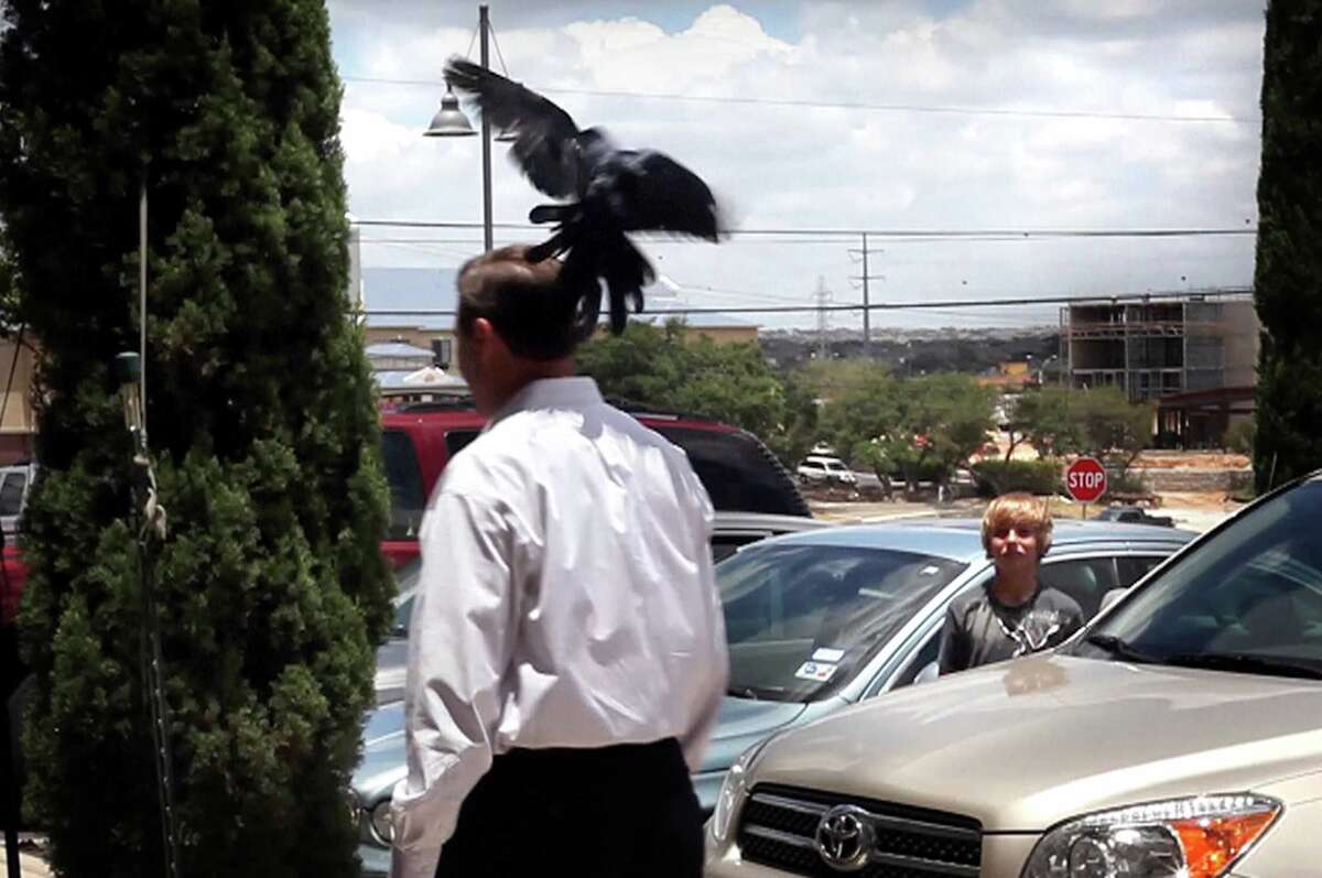 S.A.’s Common Critters: Grackles may be San Antonio’s most hated bird ...