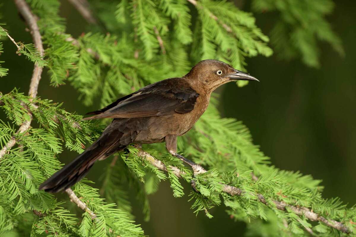 S.A.’s Common Critters: Grackles may be San Antonio’s most hated bird ...