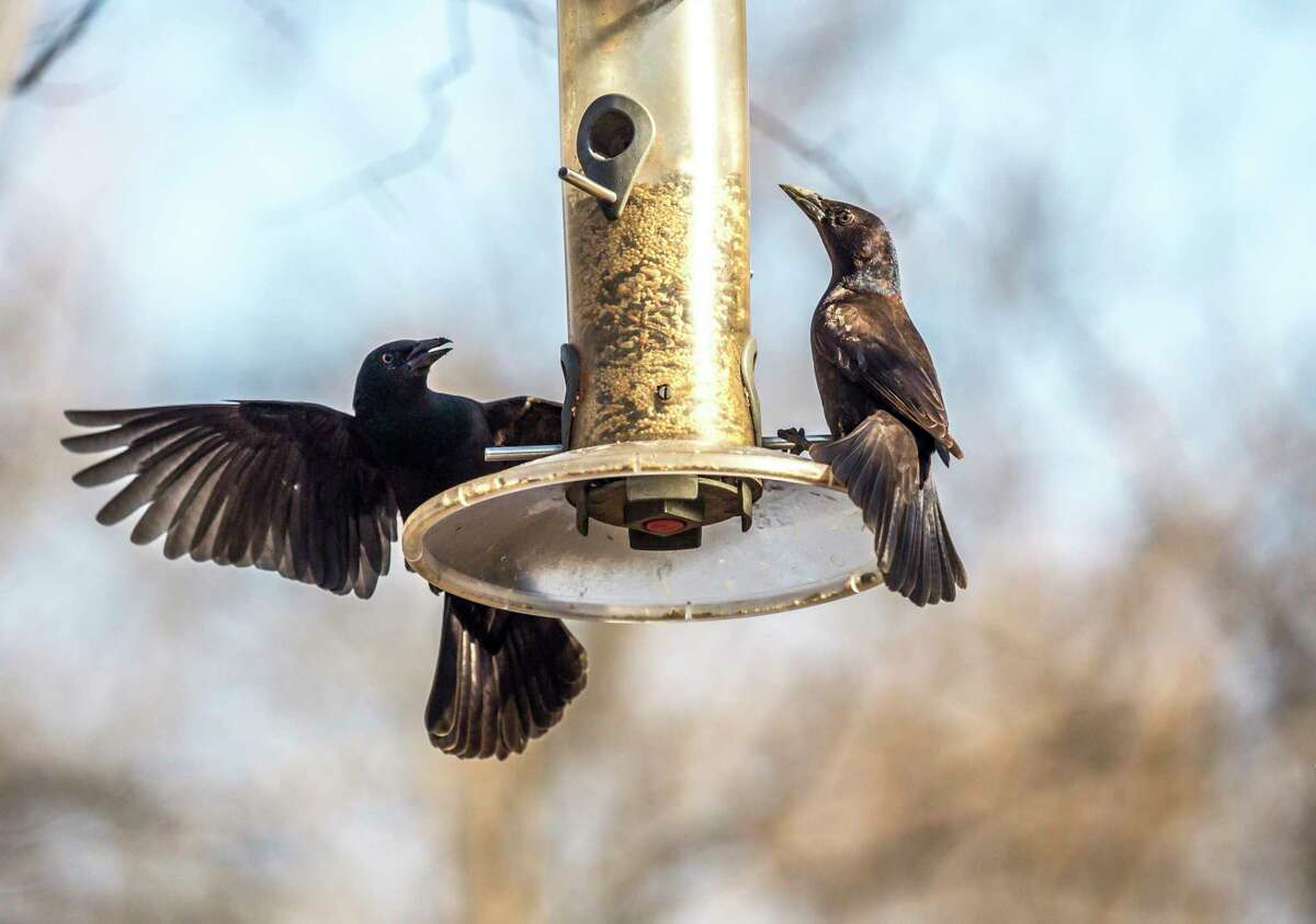S.A.’s Common Critters: Grackles may be San Antonio’s most hated bird ...