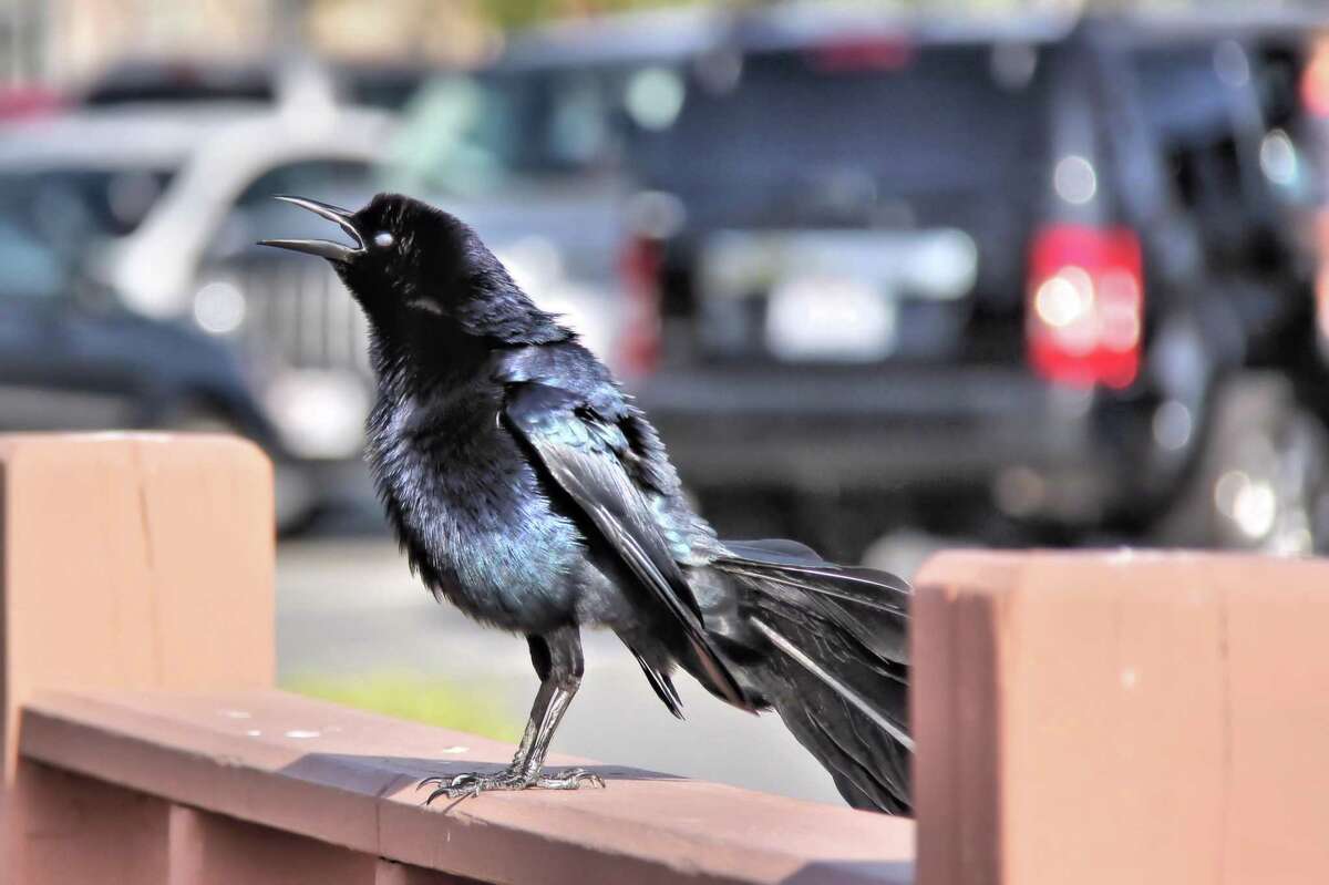 S.A.’s Common Critters: Grackles may be San Antonio’s most hated bird ...