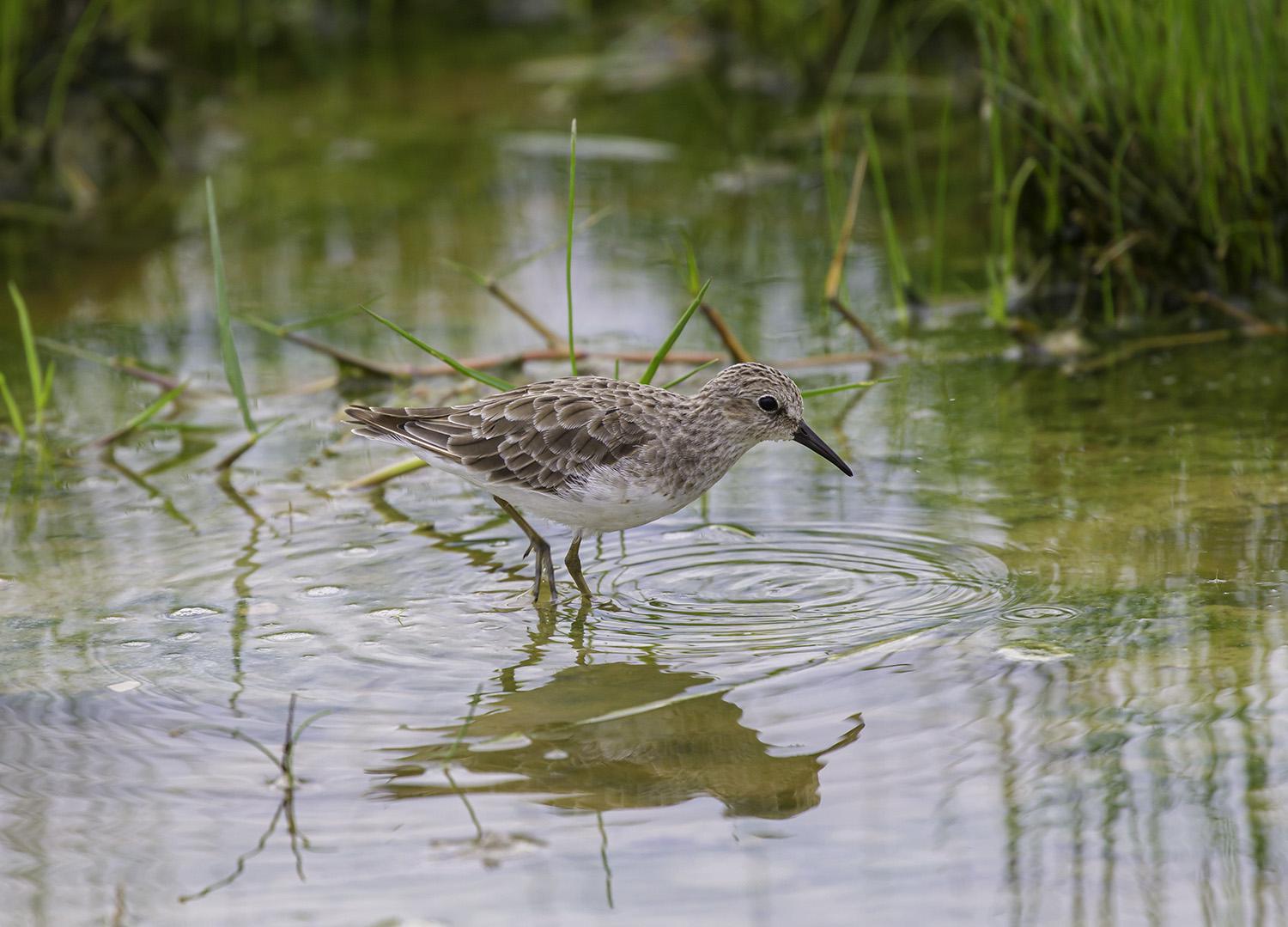 Shorebirds stop in Texas on their long journey south