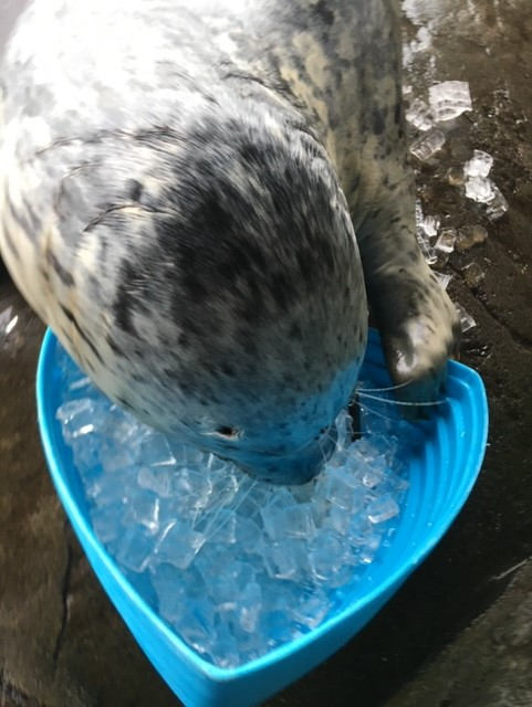 Ice, Ice Baby: Seattle Aquarium's animals cool off during heat wave