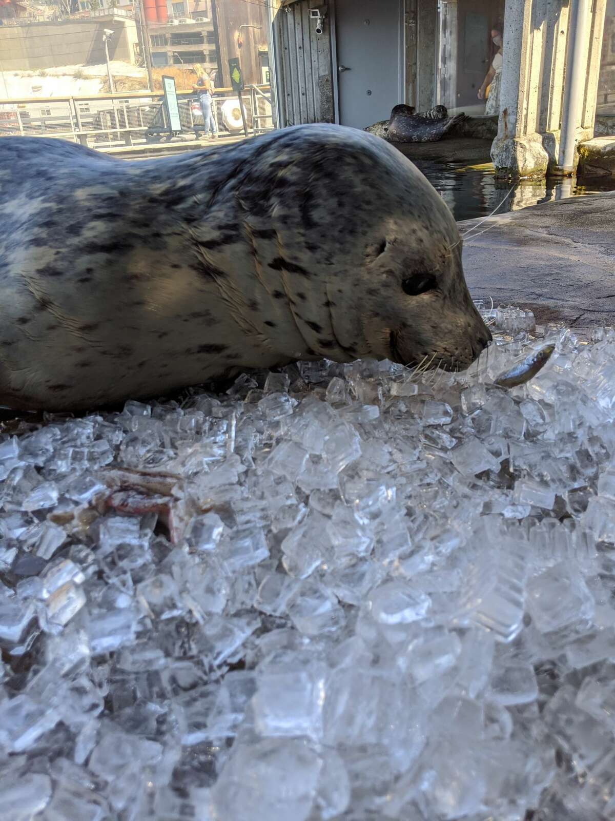 Ice, Ice Baby: Seattle Aquarium's animals cool off during heat wave