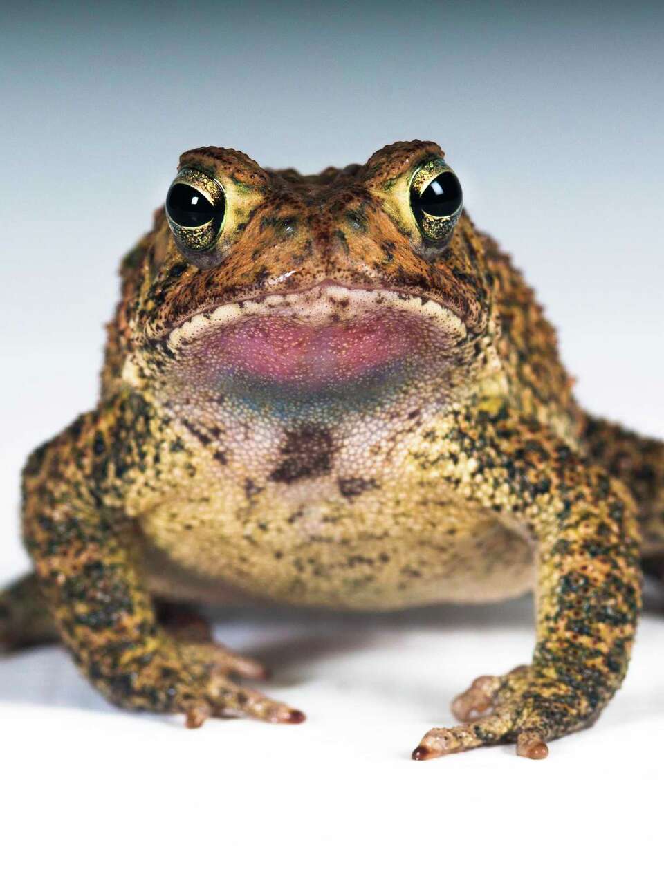 Judge: Suit over endangered Houston toad can go forward