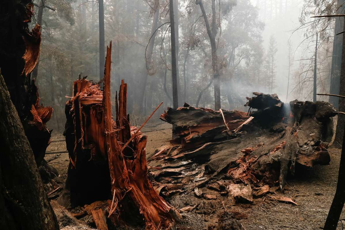 Top scientist knew Big Basin was at risk for a catastrophic fire, cried ...