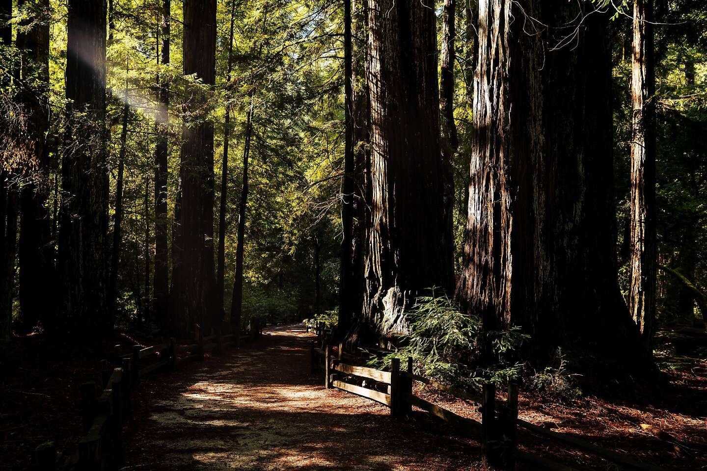 As fires race out of control, Big Basin redwoods burn, giant trees at ...