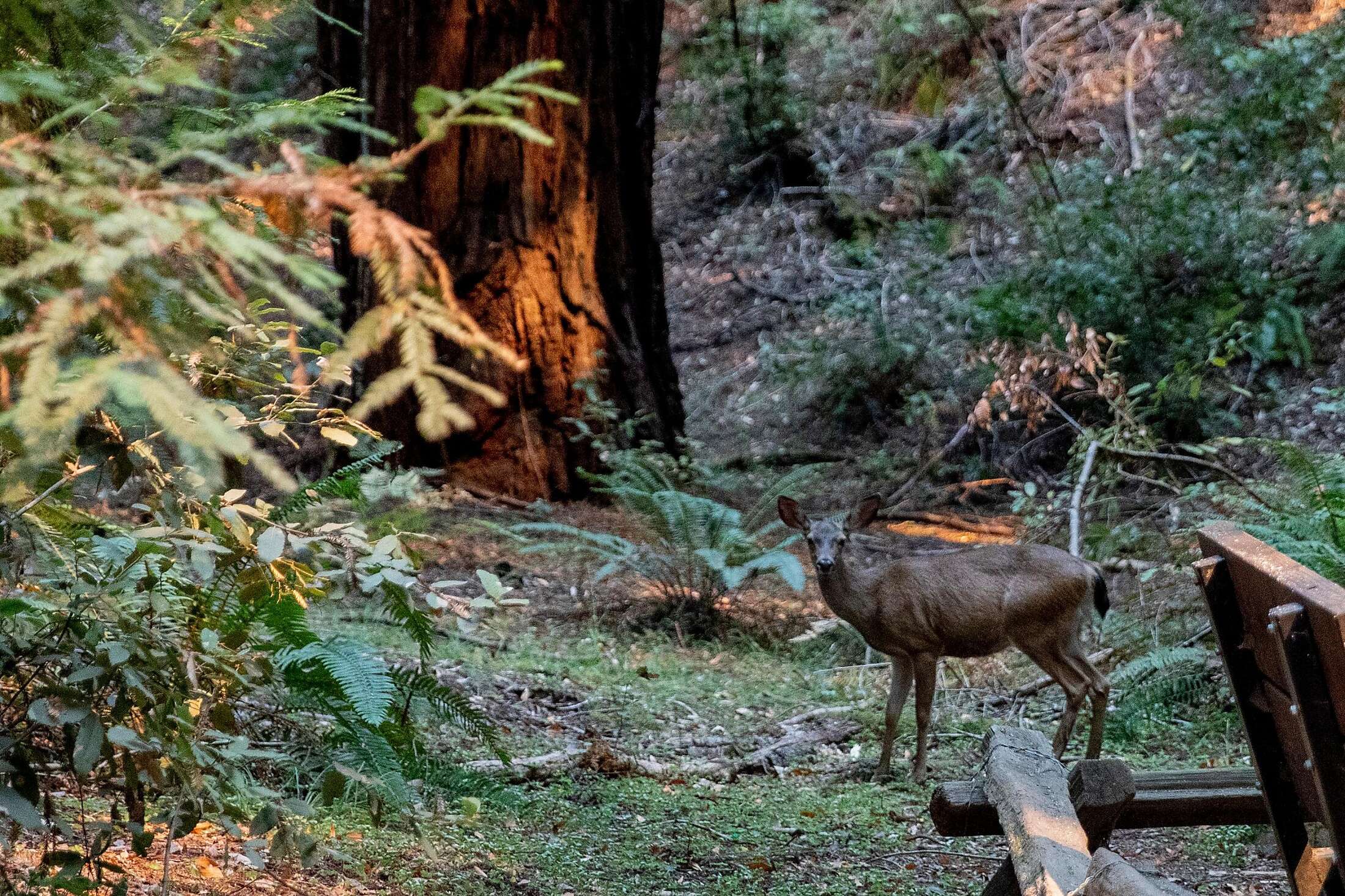 As fires race out of control, Big Basin redwoods burn, giant trees at ...