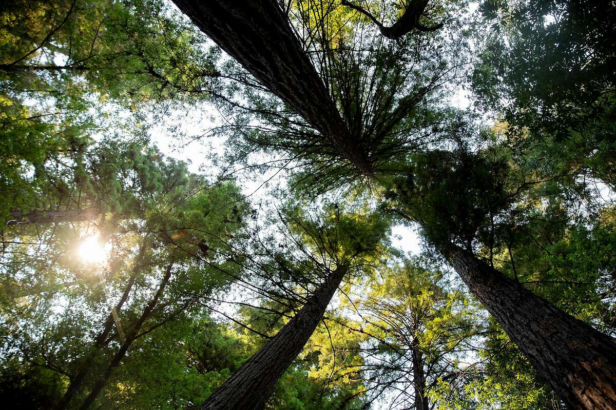 As fires race out of control, Big Basin redwoods burn, giant trees at ...