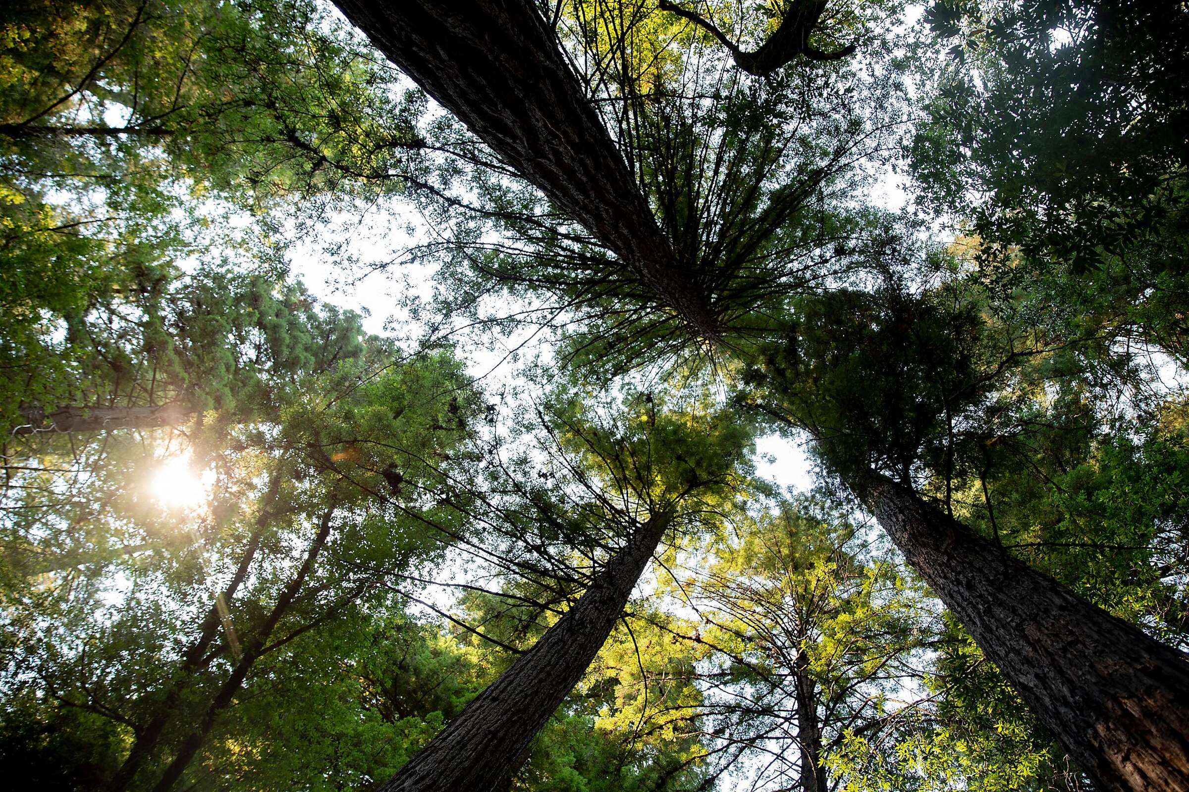 As fires race out of control, Big Basin redwoods burn, giant trees at ...
