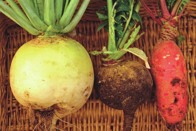 Winter radishes add off-season color, flavor
