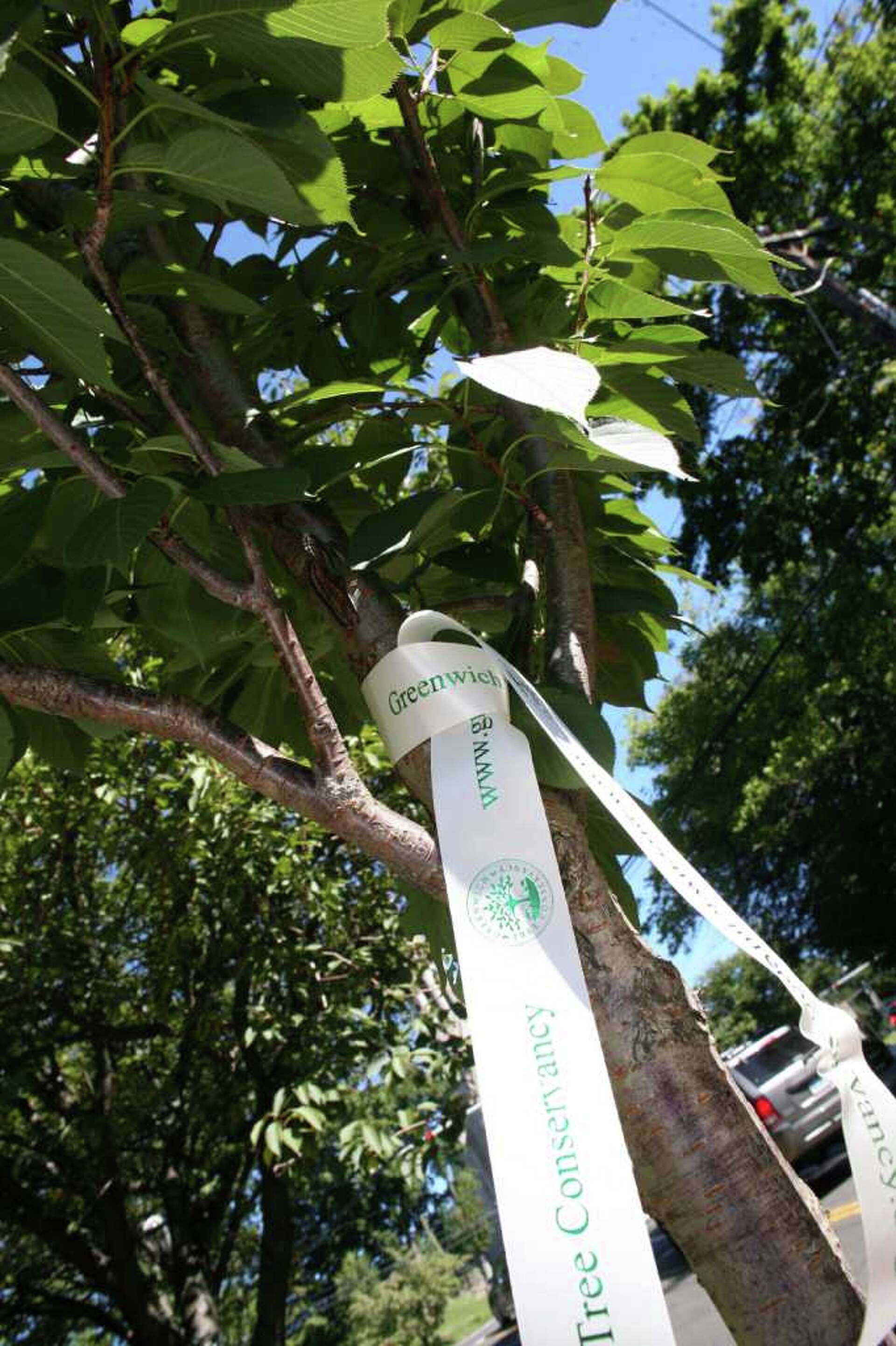 Tree Conservancy hustling to meet goal to plant 370 trees by year's end