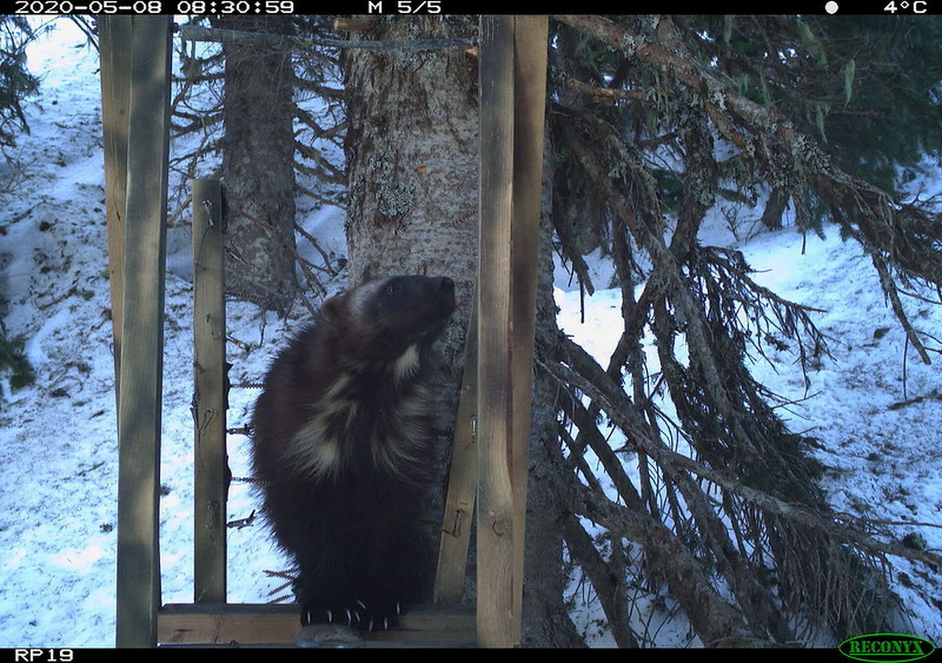 After 100 years, wolverines return to Mount Rainier National Park