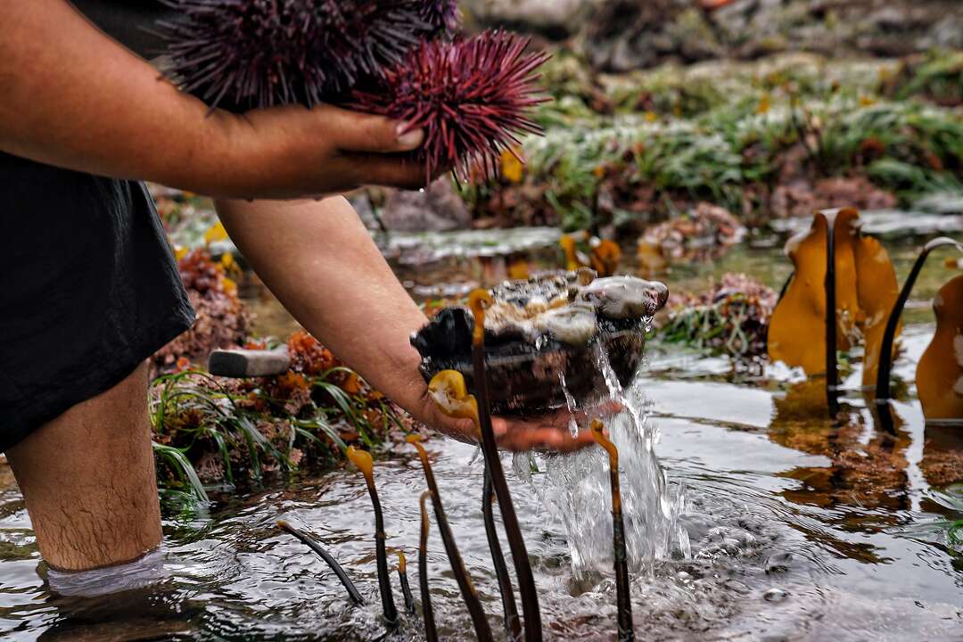 For the Yurok in Northern California, restoring native food is key to ...