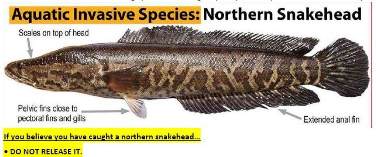 Super-predator 'Frankenfish' spotted in Catskills, alarming wildlife ...