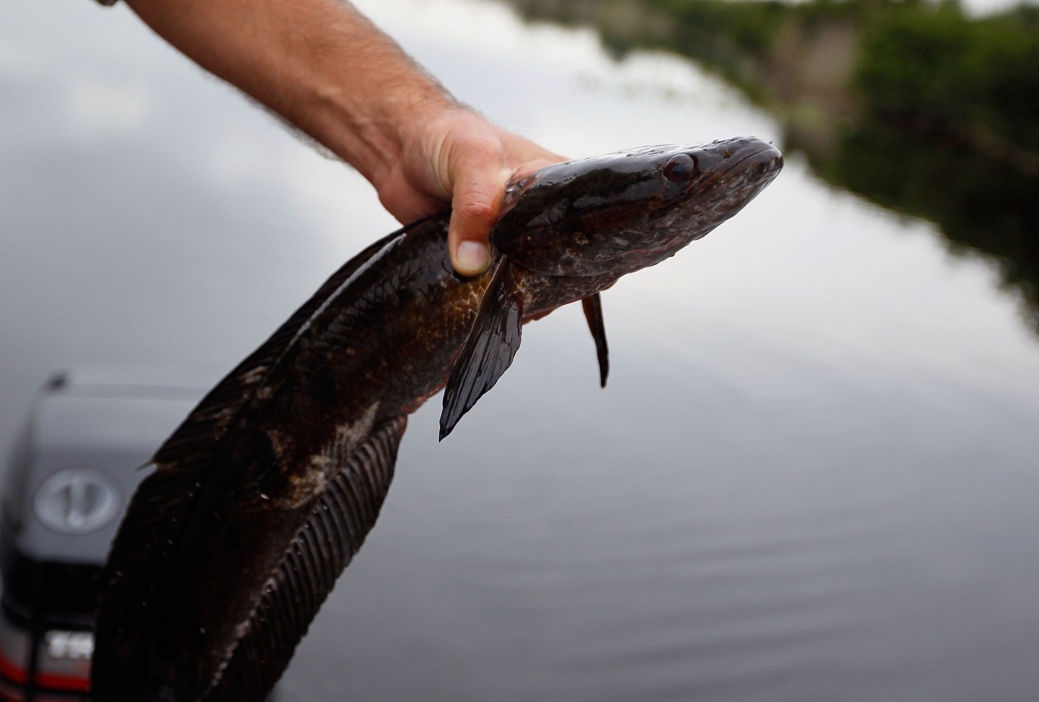 Super-predator 'Frankenfish' spotted in Catskills, alarming wildlife ...