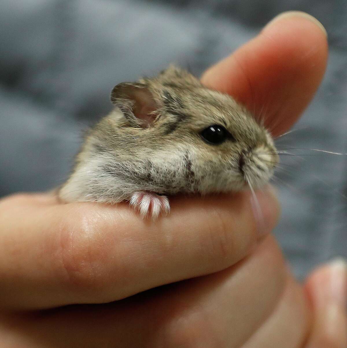 Analysis: Endangered species at risk from COVID-19, study says