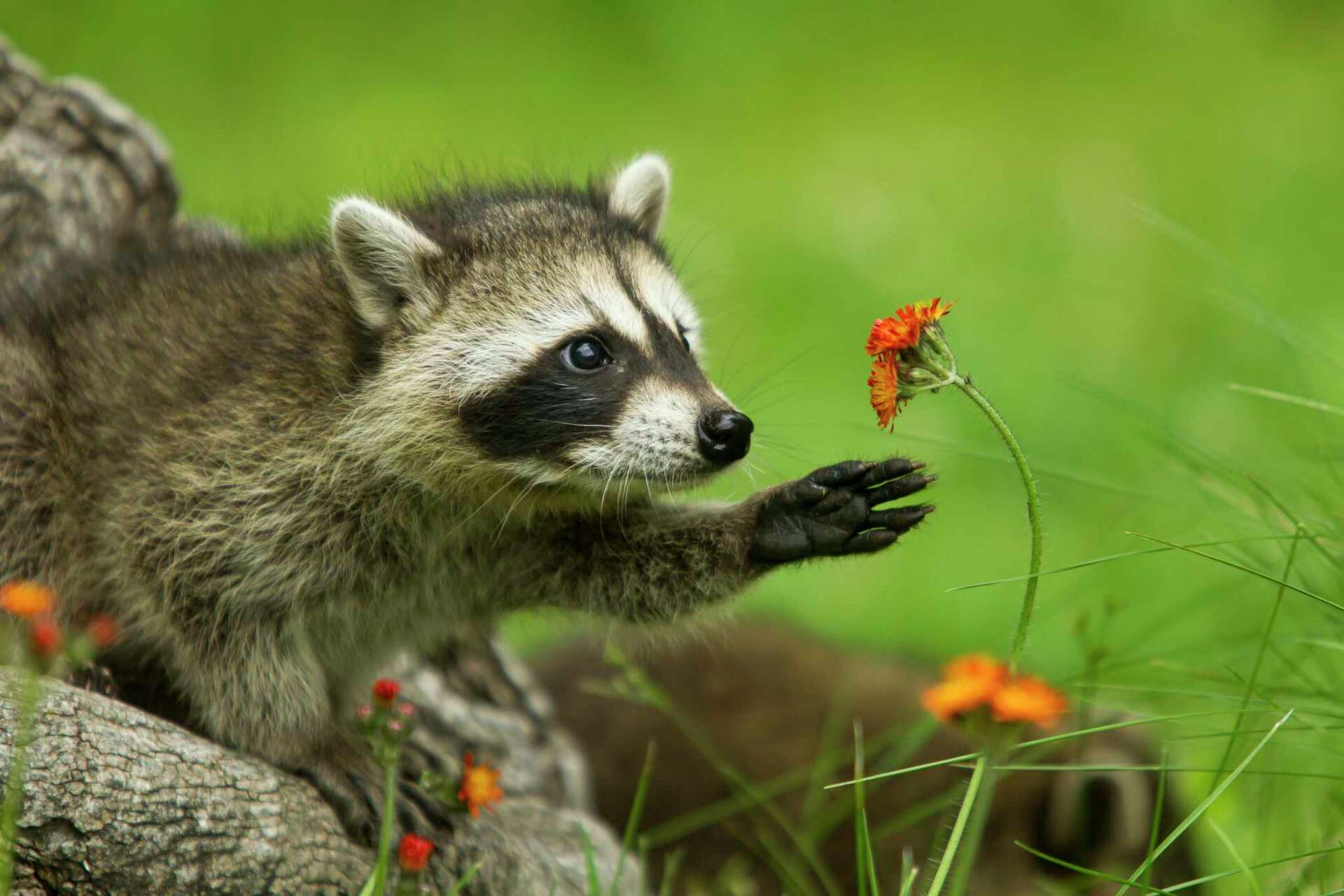 Fun facts about raccoons, the masked bandits that steal hearts as well ...