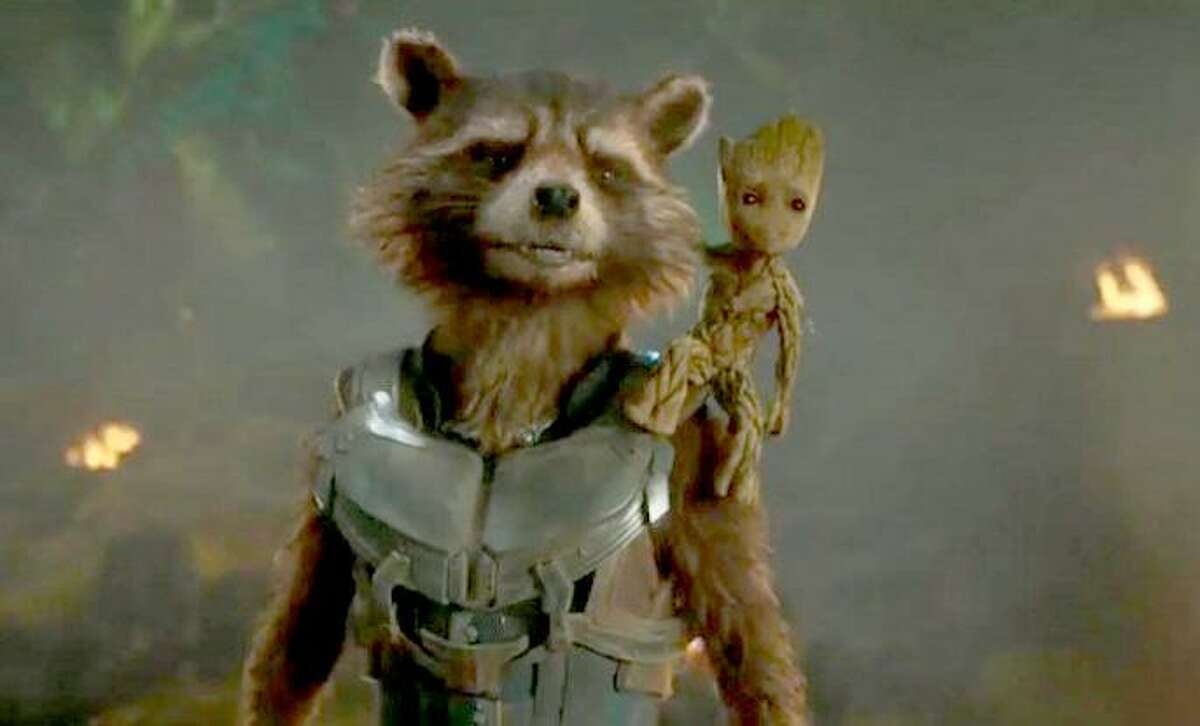 Fun facts about raccoons, the masked bandits that steal hearts as well ...