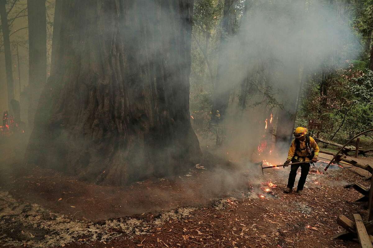 Firefighters save 1,400-year-old redwood at Armstrong park