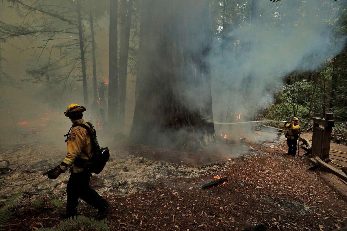 Firefighters save 1,400-year-old redwood at Armstrong park