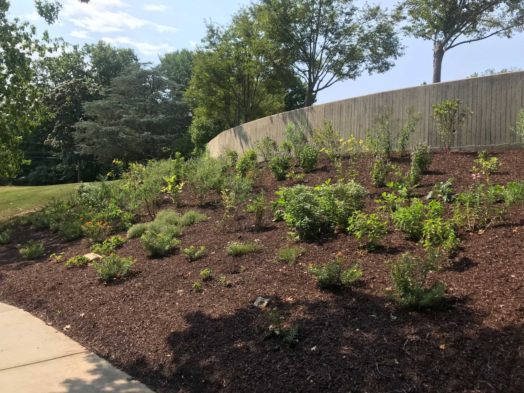 Summer pollinator garden at Darien’s Town Hall thriving