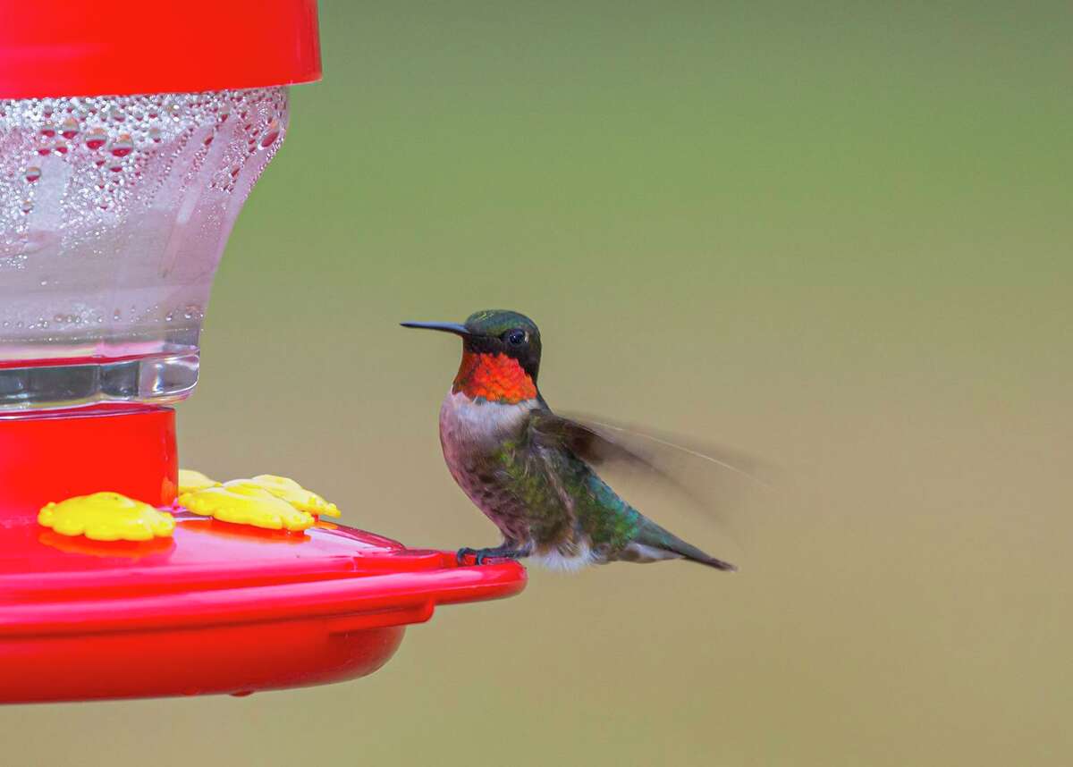 Ruby-throated hummingbird fact: It laps up nectar with its tongue ...