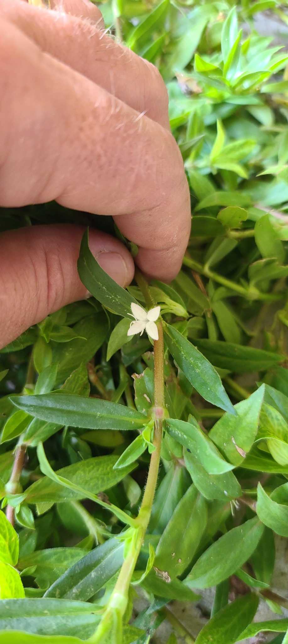 Michael Potter: Virginia buttonweed one of the most invasive weeds in ...