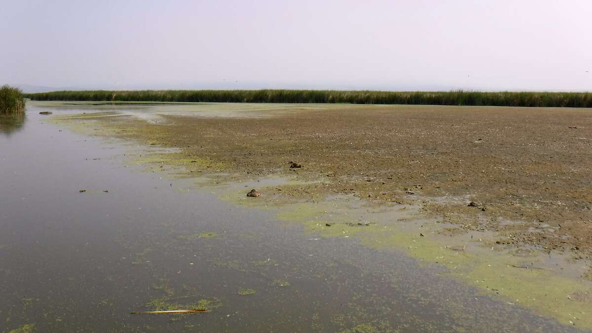Avian botulism kills 40,000 birds, threatens millions more in Klamath ...