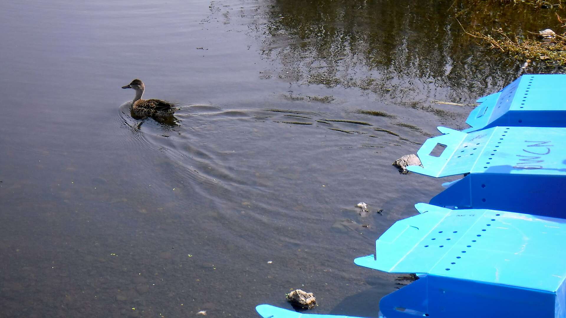 Inside Klamath Refuge’s ‘Duck Hospital’: Crews save 2,000 birds ...