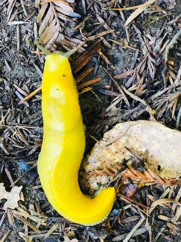 How Big Basin's strangest creatures survived its most deadly fire