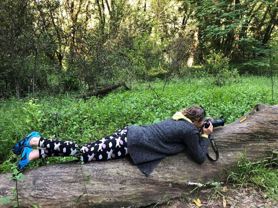 How Big Basin's strangest creatures survived its most deadly fire
