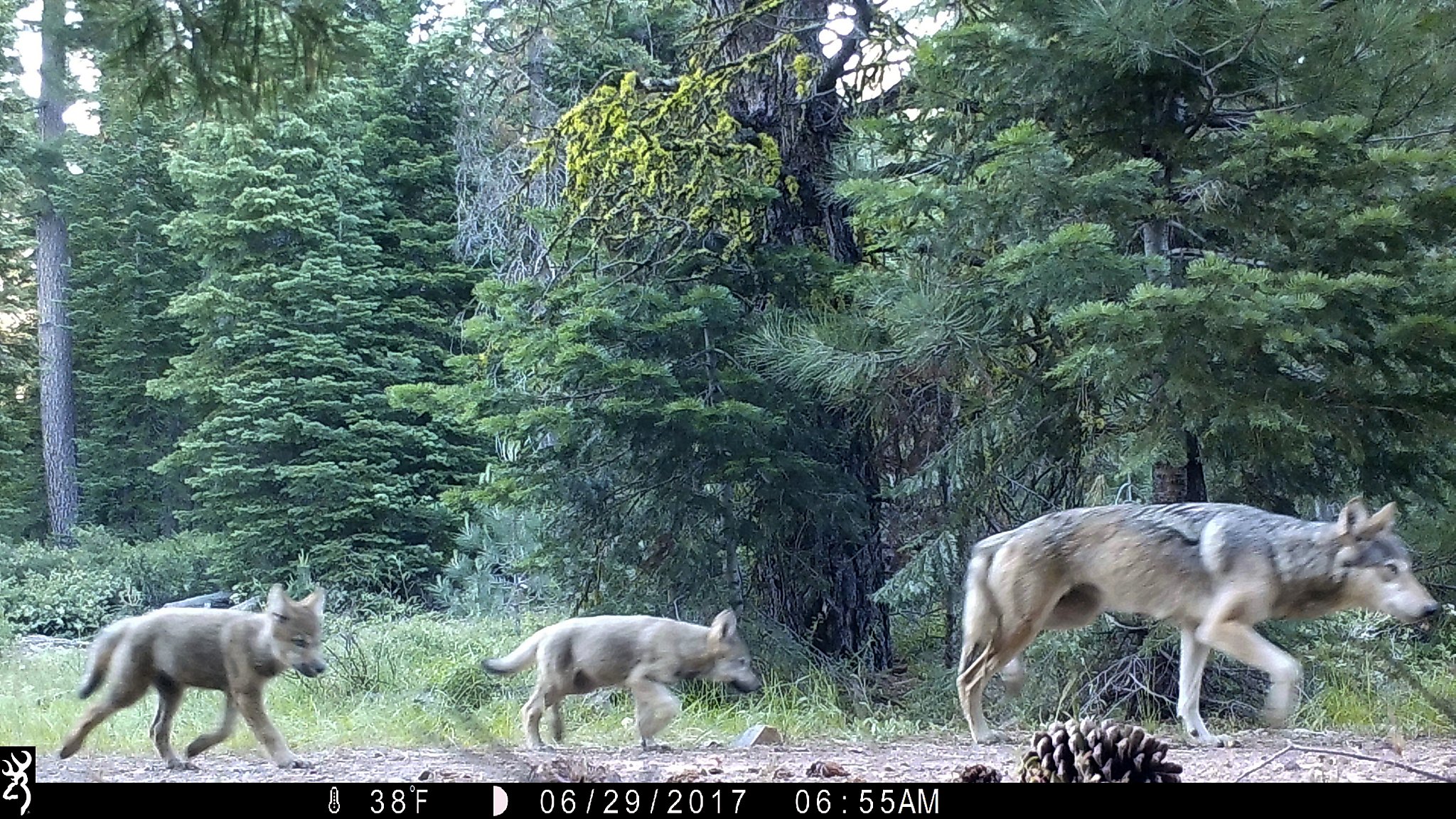 Oregon wolf has traveled deeper into California than any lobo in recent ...