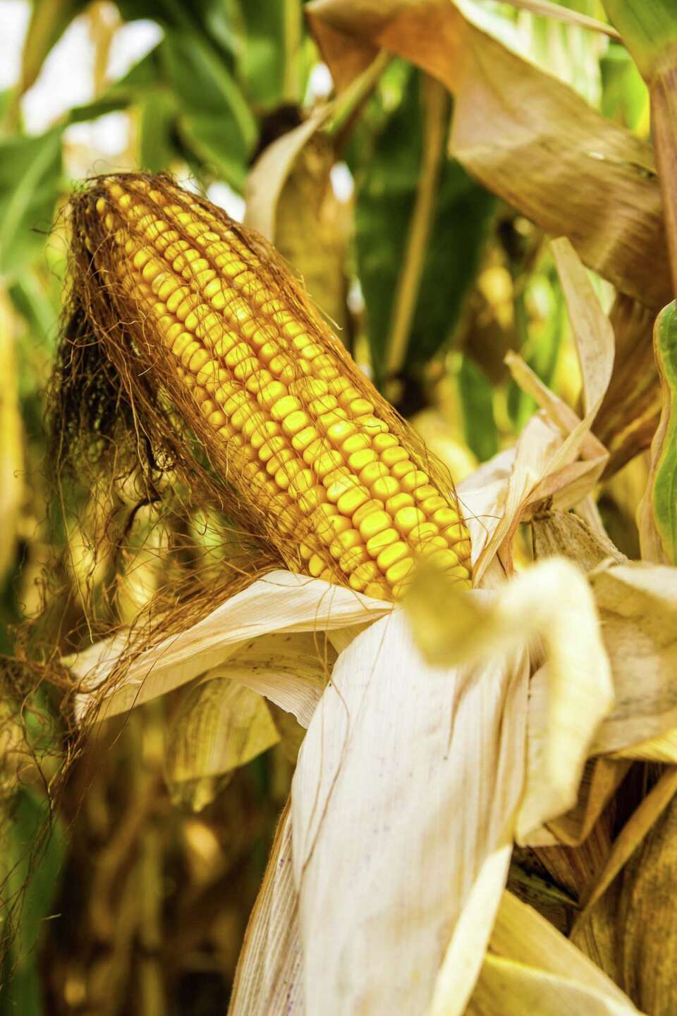 Conscious Cook: Local corn makes for a delectable summer relish