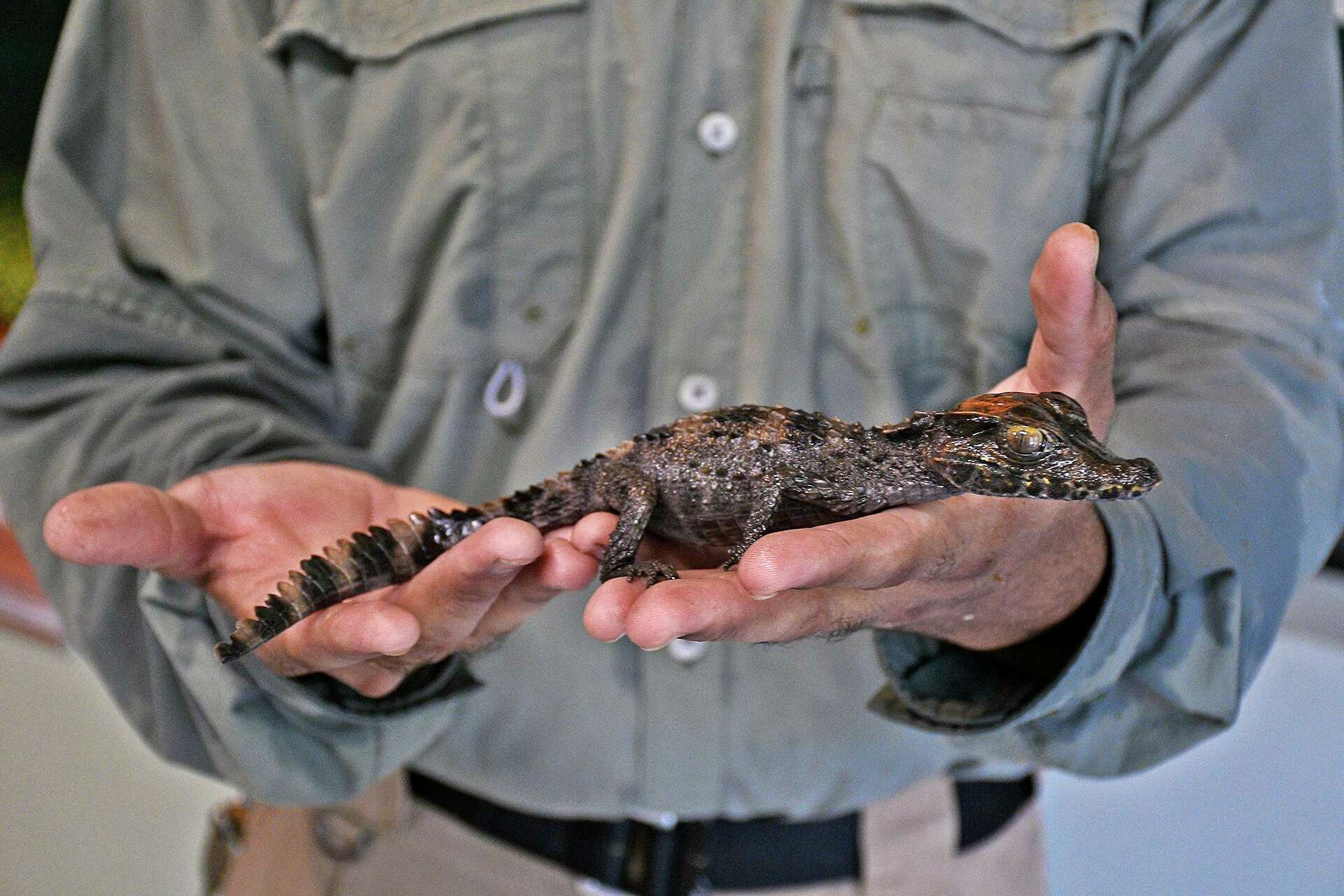 dwarf alligator pet