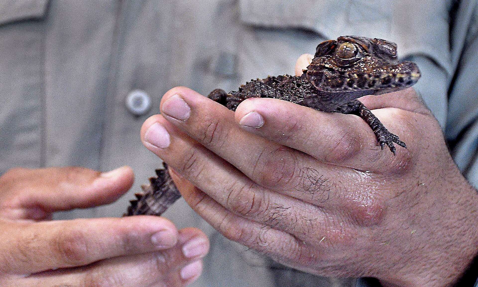 dwarf alligator lizard