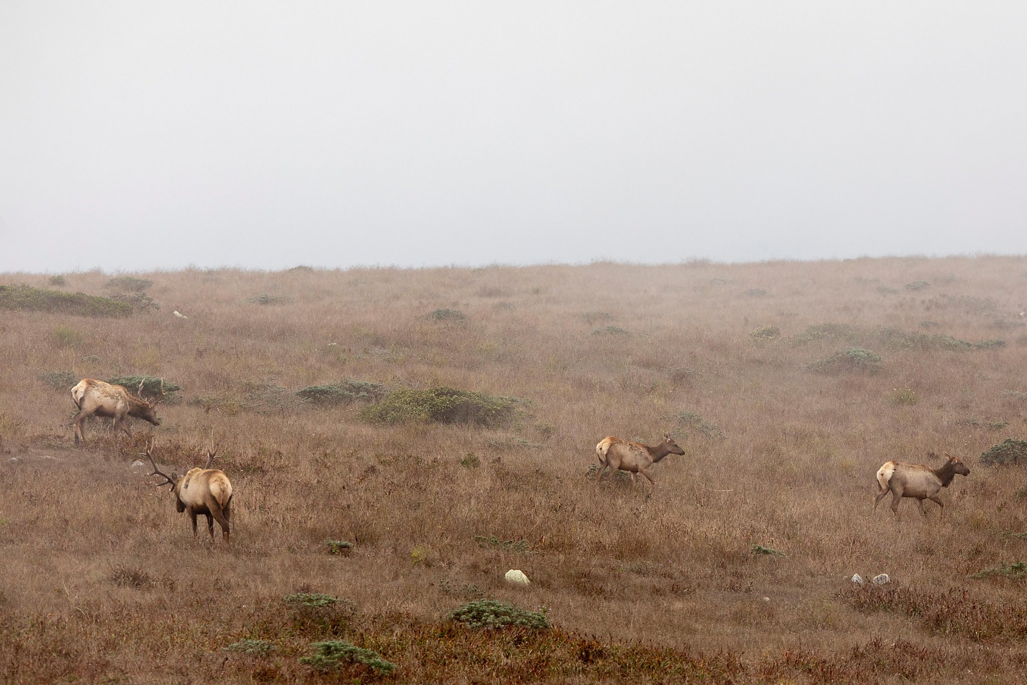 Drought prompts National Park Service to truck in water for Point Reyes elk