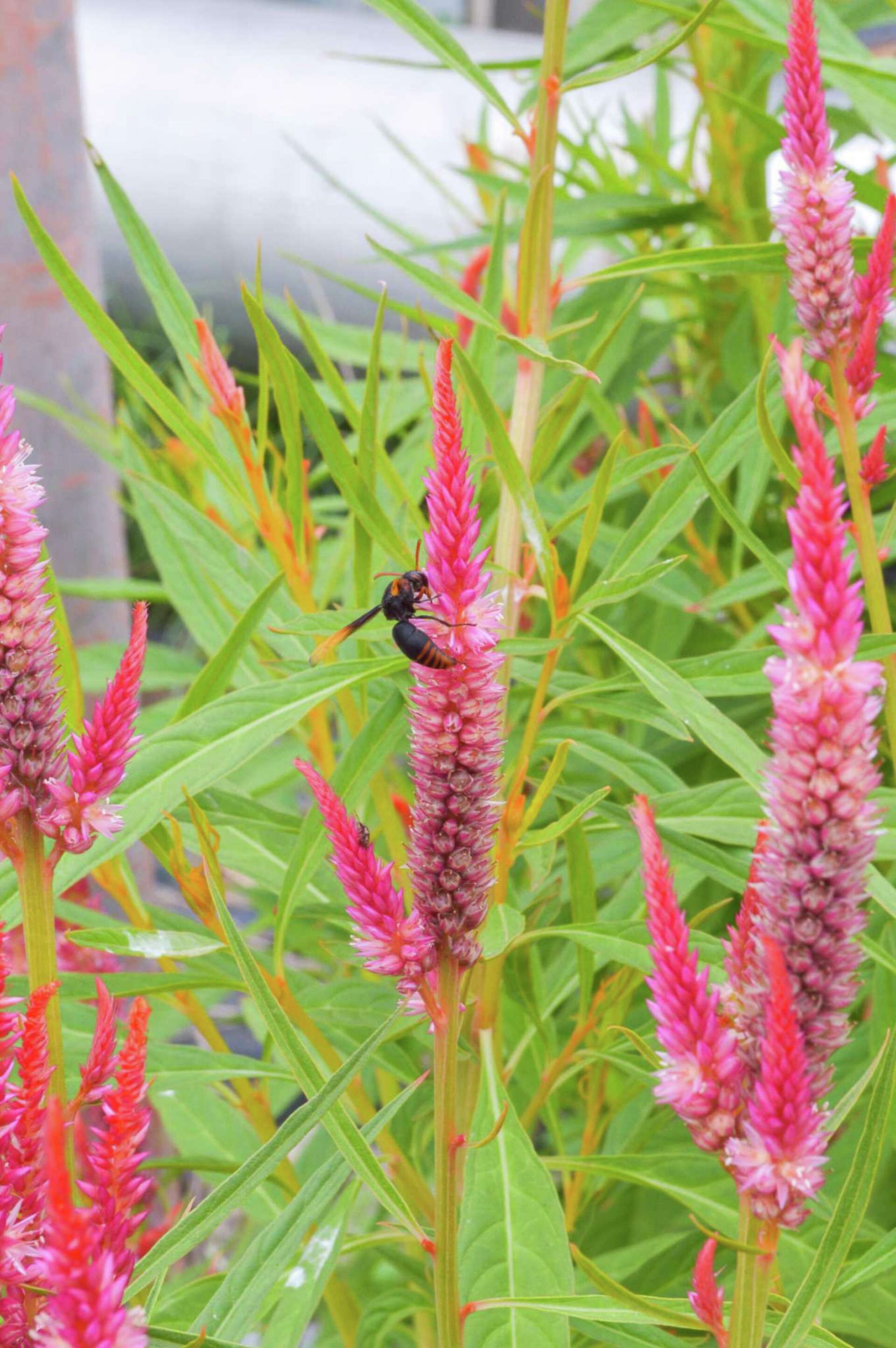 The buzz about paper wasps: these pollinators do more good than harm in ...
