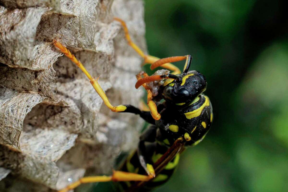 The buzz about paper wasps: these pollinators do more good than harm in ...